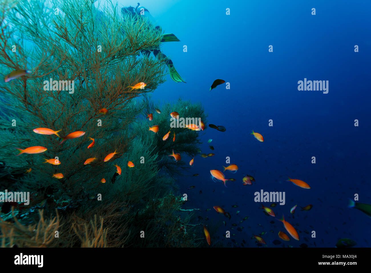 School of small colorful Coral Cod, Cephalopholis miniata, fish swim ...
