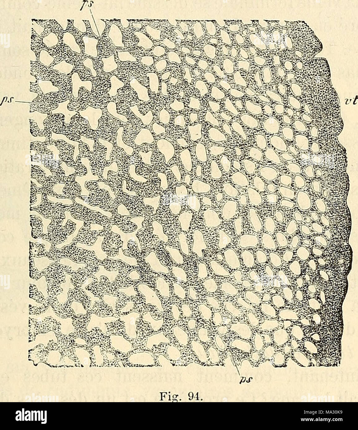 . Embryologie, ou, TraitÃ© complet du dÃ©veloppement de l'homme et des ...