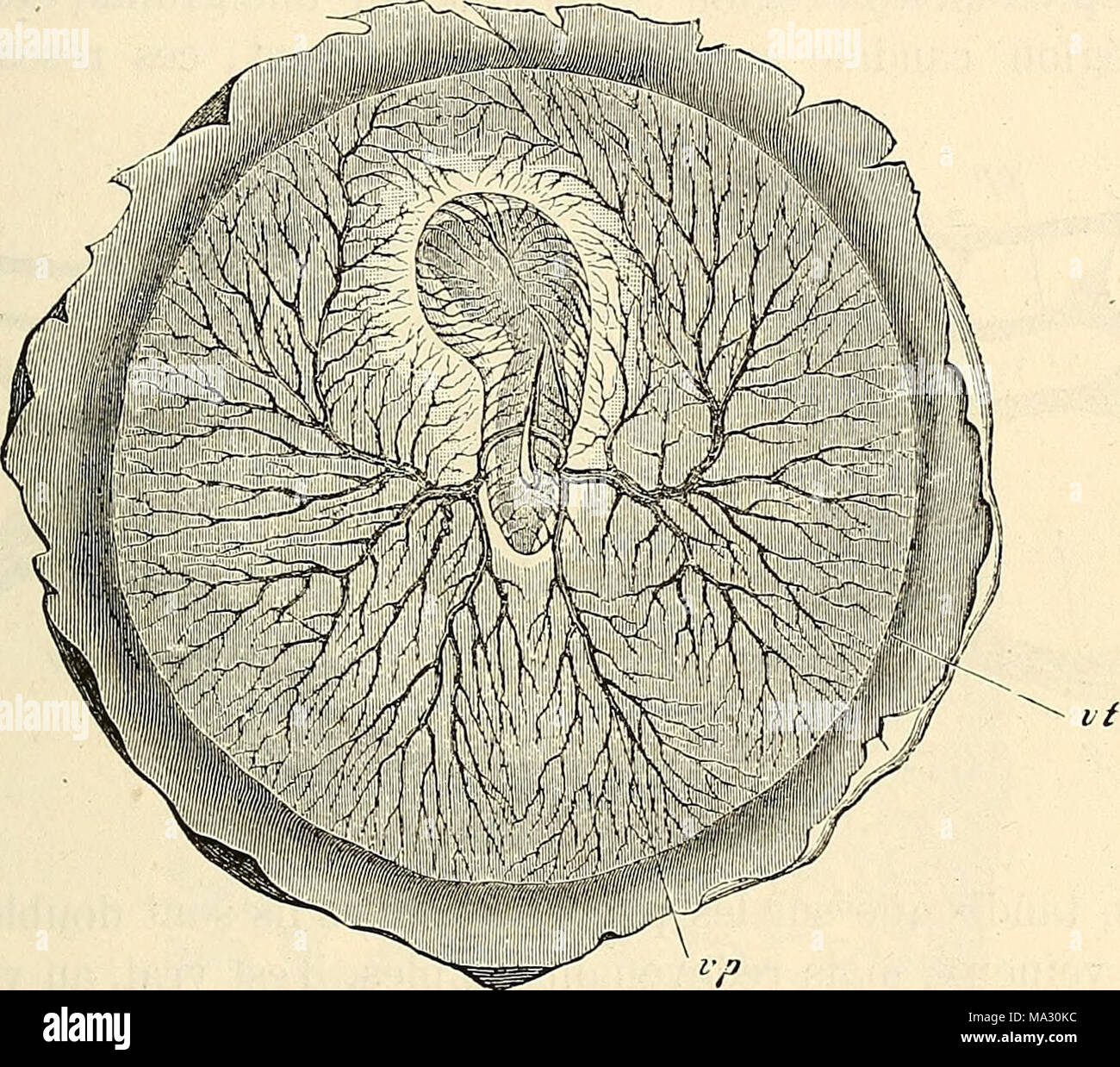 . Embryologie, ou, TraitÃ© complet du dÃ©veloppement de l'homme et des ...