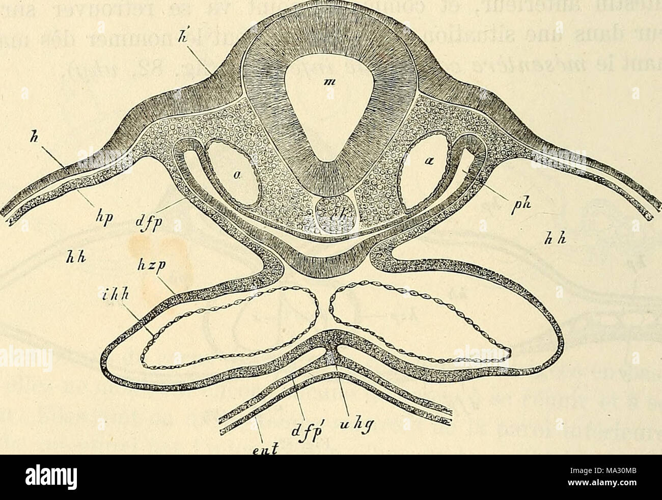 . Embryologie, ou, TraitÃ© complet du dÃ©veloppement de l'homme et des ...