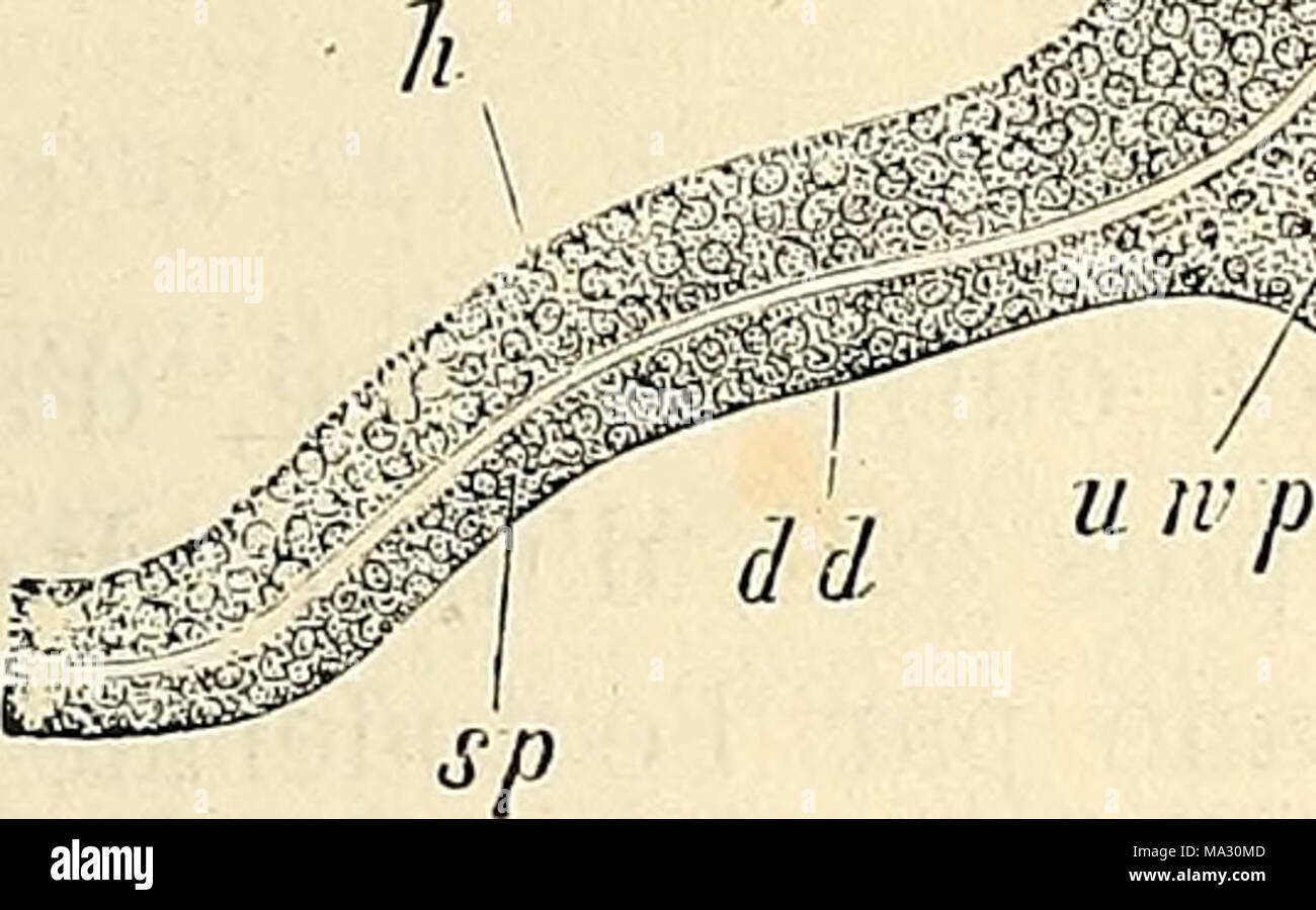 . Embryologie, ou, TraitÃ© complet du dÃ©veloppement de l'homme et des ...