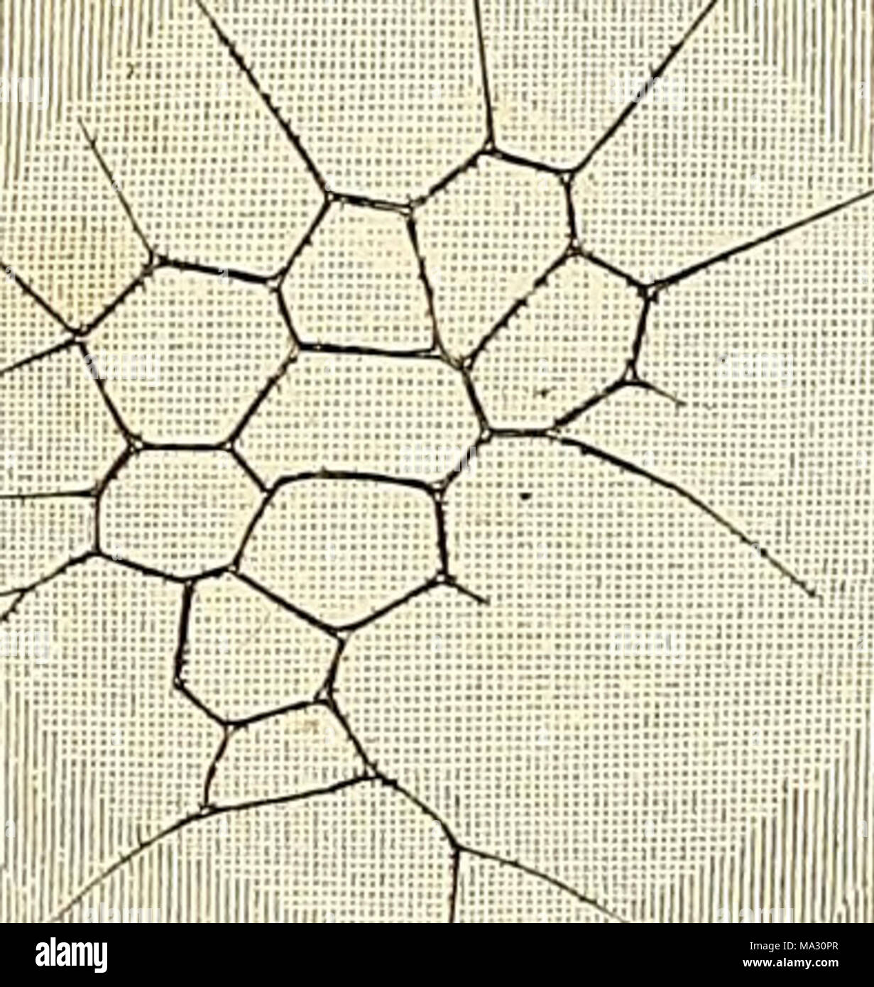 . Embryologie, ou, TraitÃ© complet du dÃ©veloppement de l'homme et des ...