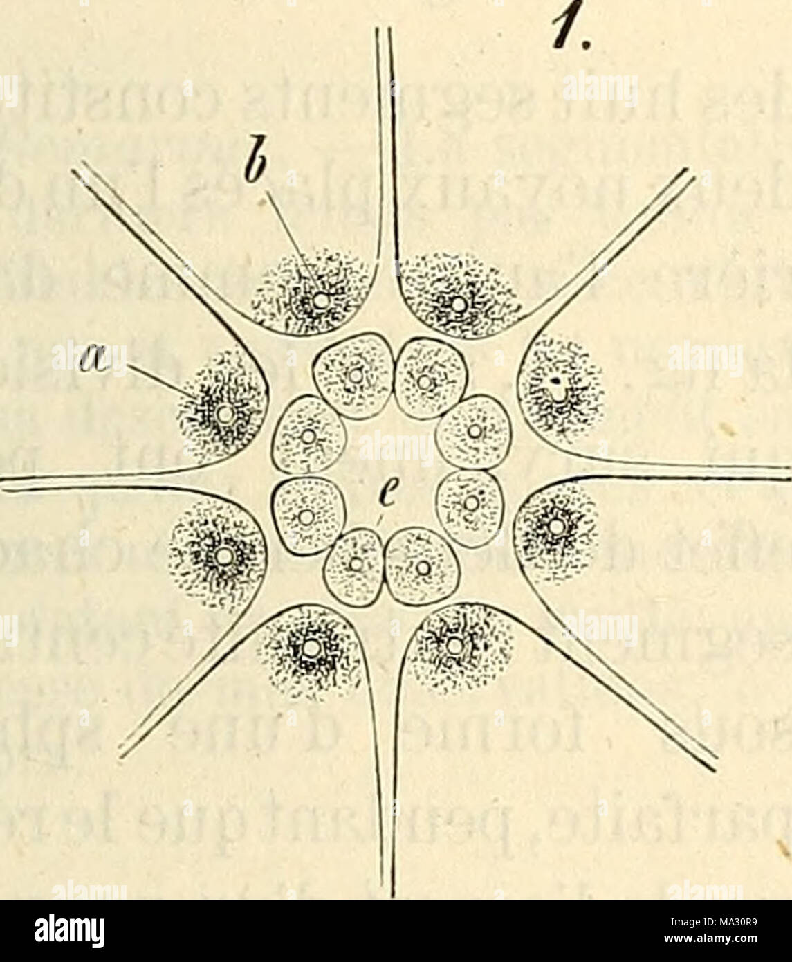 . Embryologie, ou, TraitÃ© complet du dÃ©veloppement de l'homme et des ...