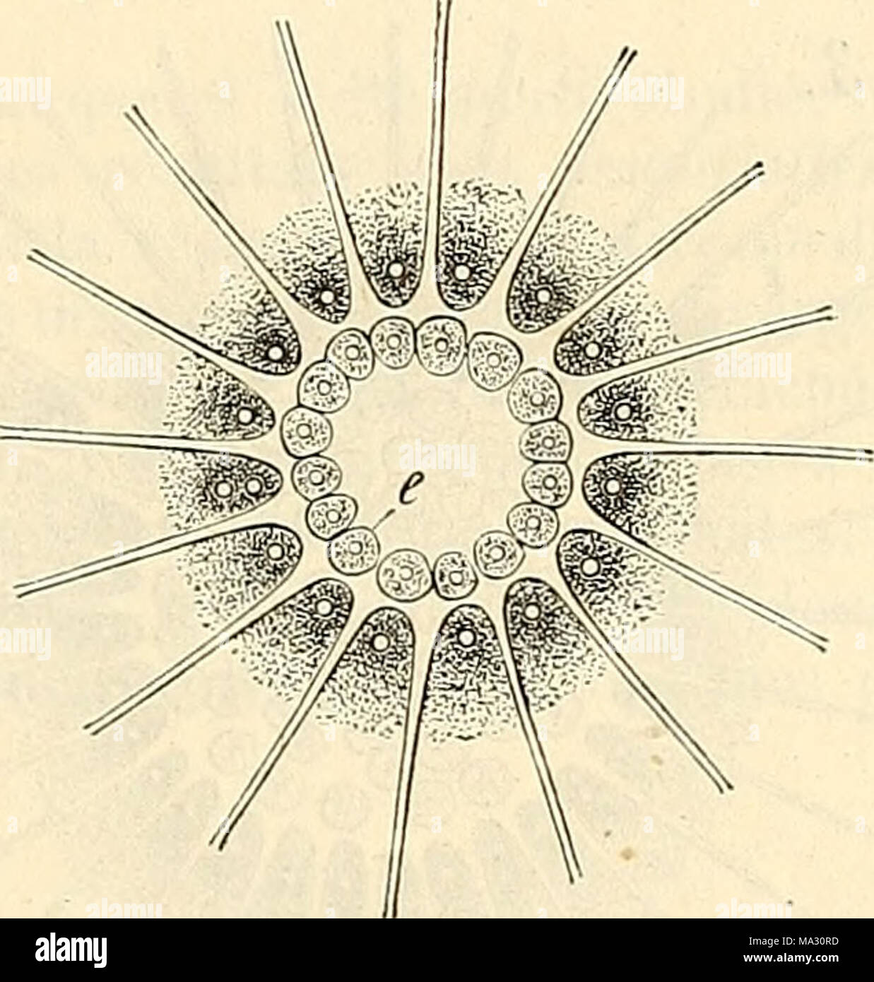 . Embryologie, ou, TraitÃ© complet du dÃ©veloppement de l'homme et des ...