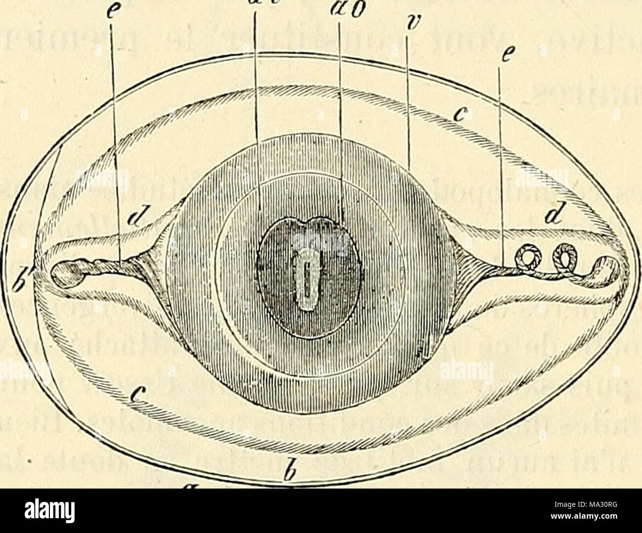 . Embryologie, ou, TraitÃ© complet du dÃ©veloppement de l'homme et des ...