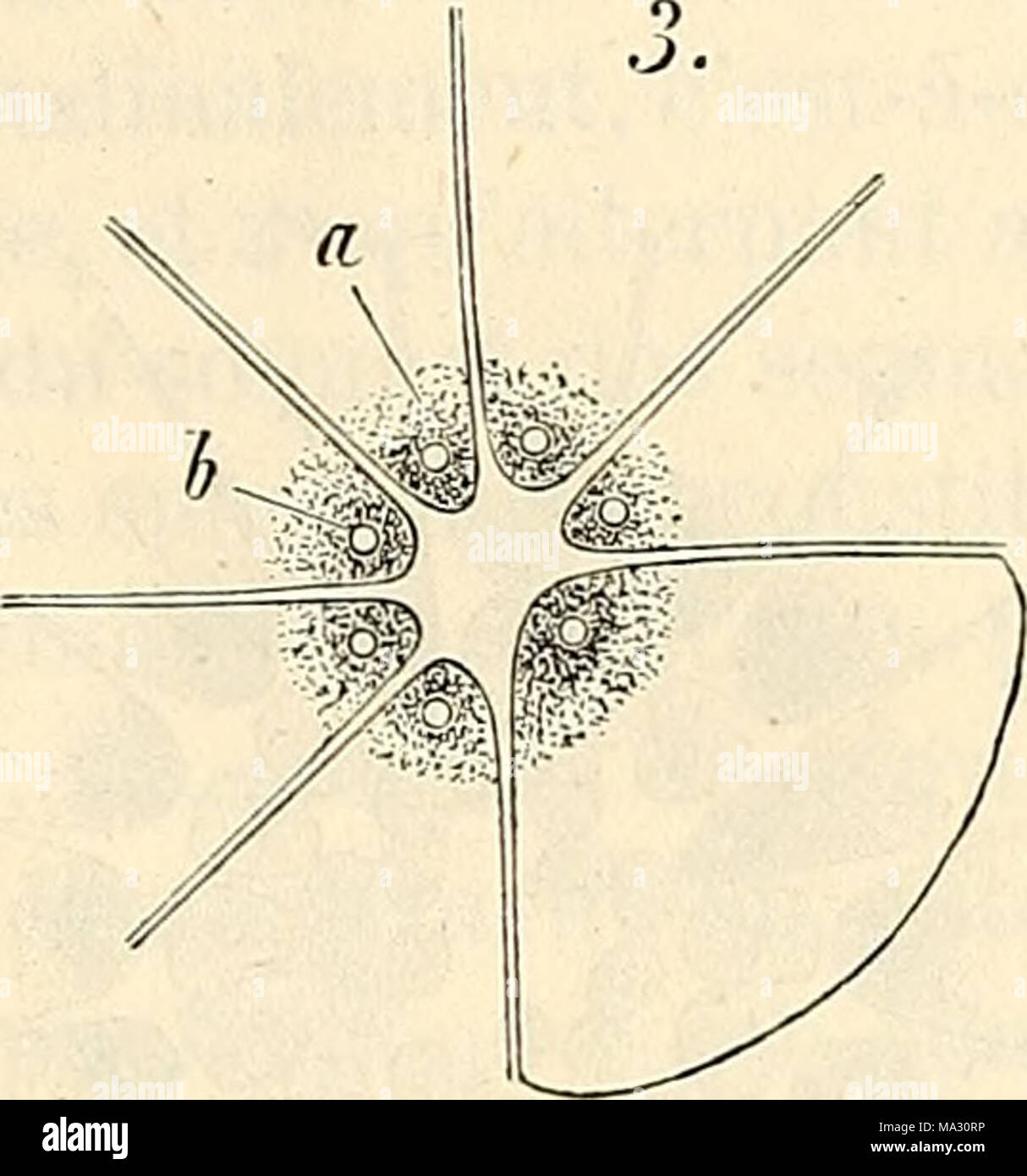 . Embryologie, ou, TraitÃ© complet du dÃ©veloppement de l'homme et des ...