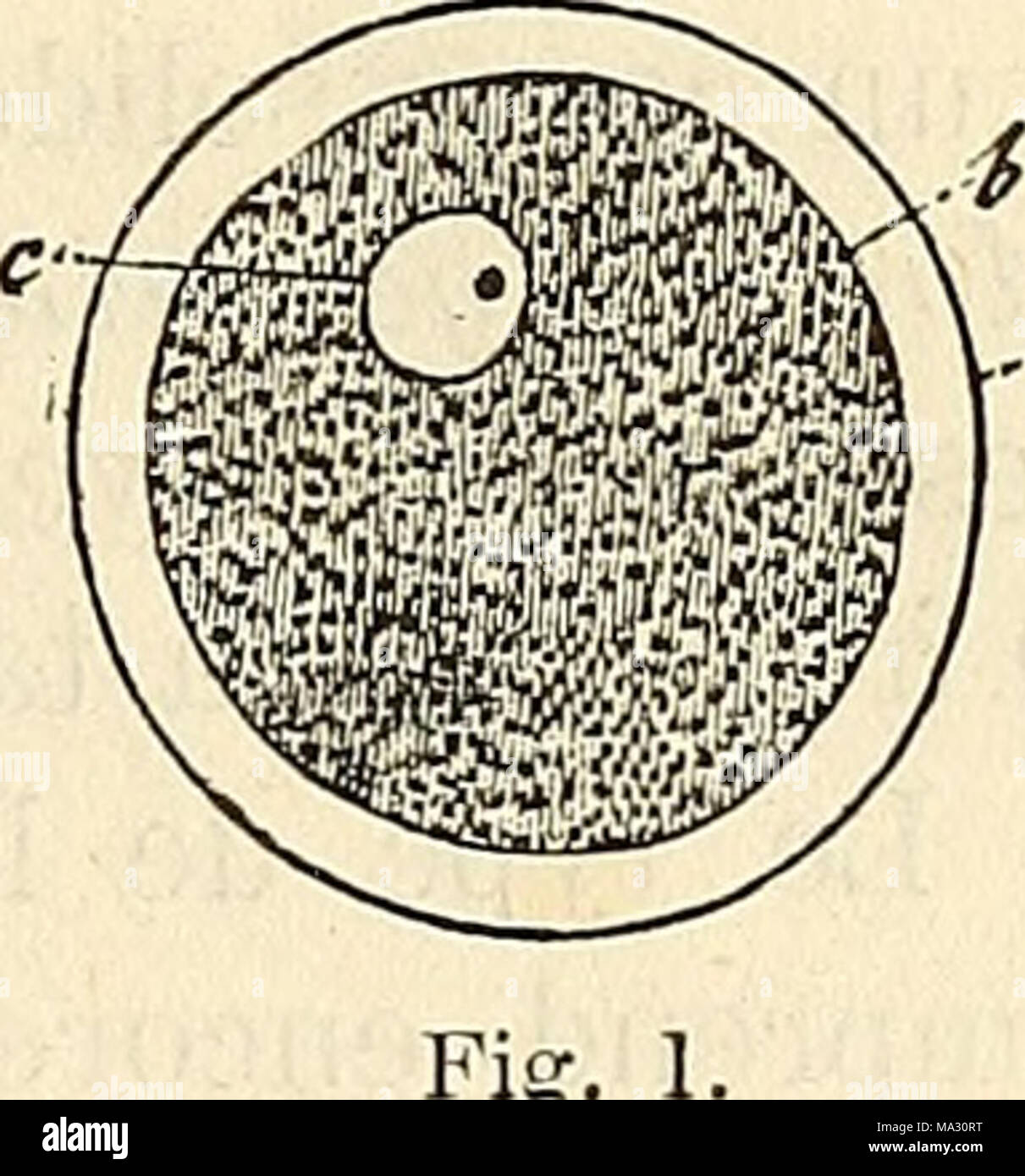 . Embryologie, ou, TraitÃ© complet du dÃ©veloppement de l'homme et des ...