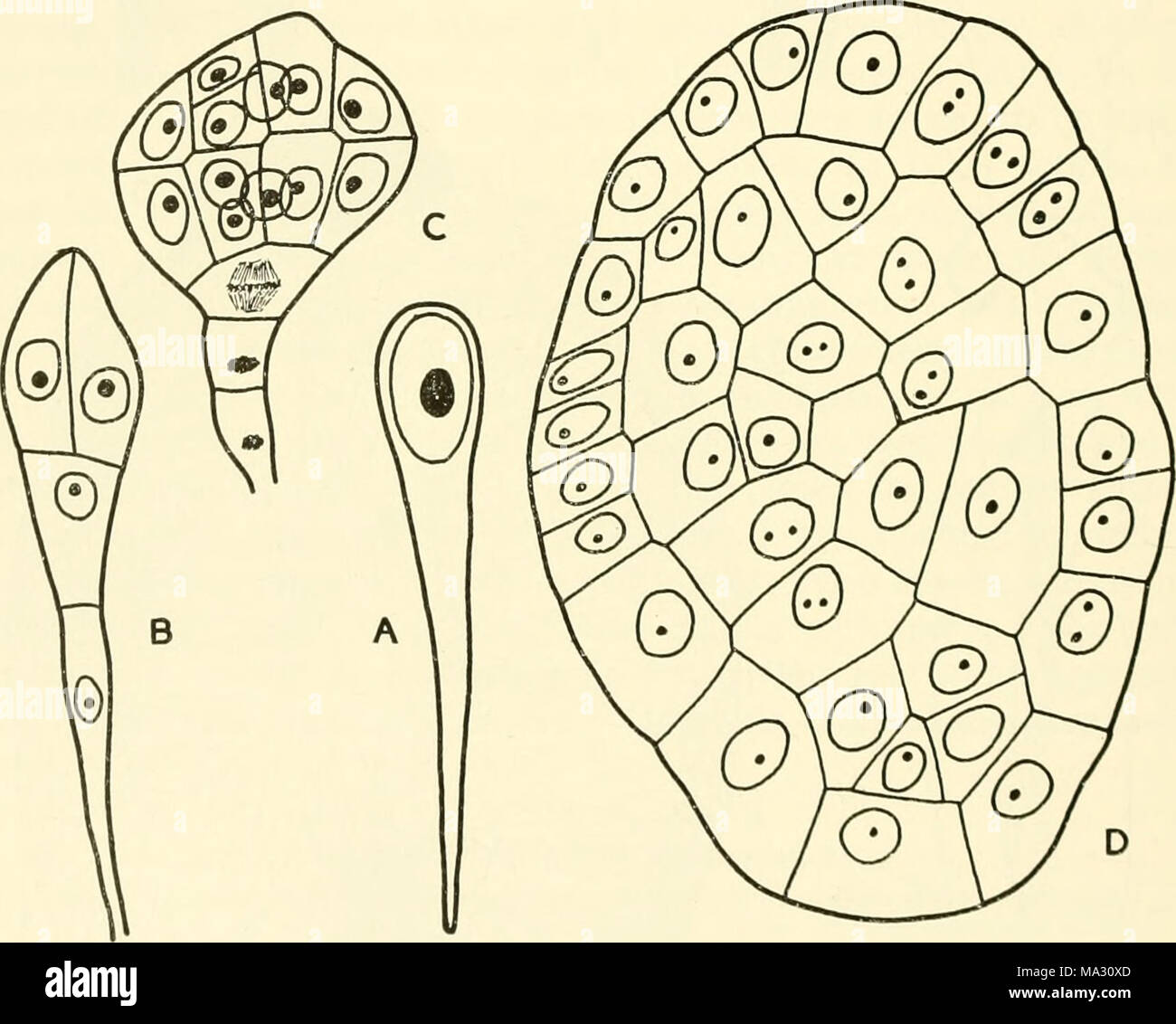 . Embryogenesis in plants Stock Photo - Alamy