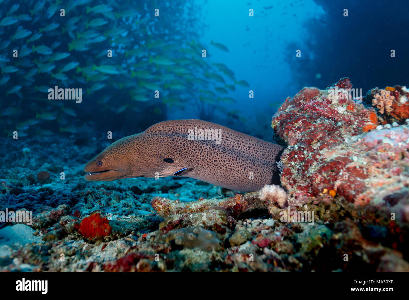 Spotted moray eel, Gymnothorax moringa, hunting along coral reef Stock ...