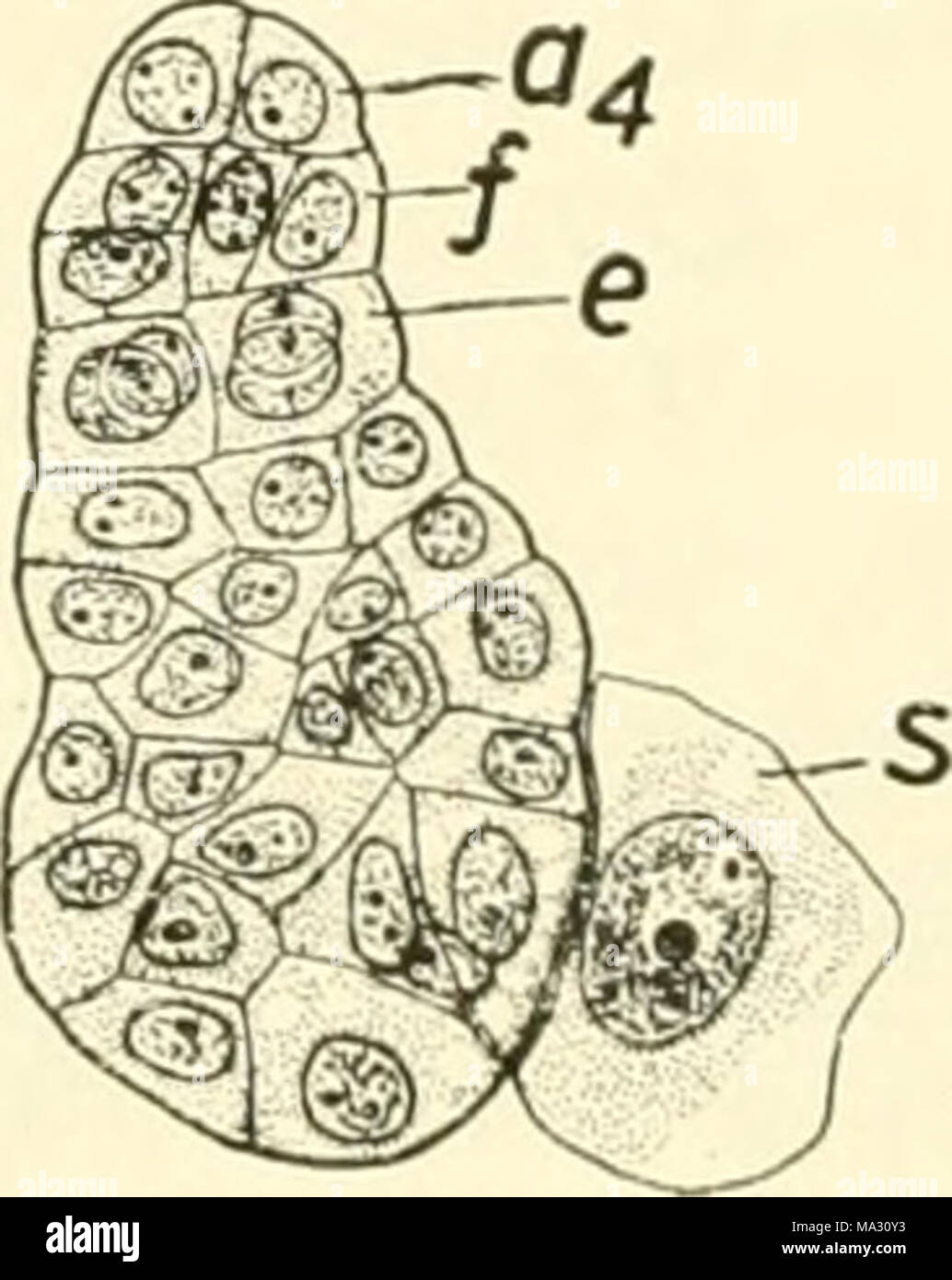 . Embryogenesis in plants Stock Photo - Alamy