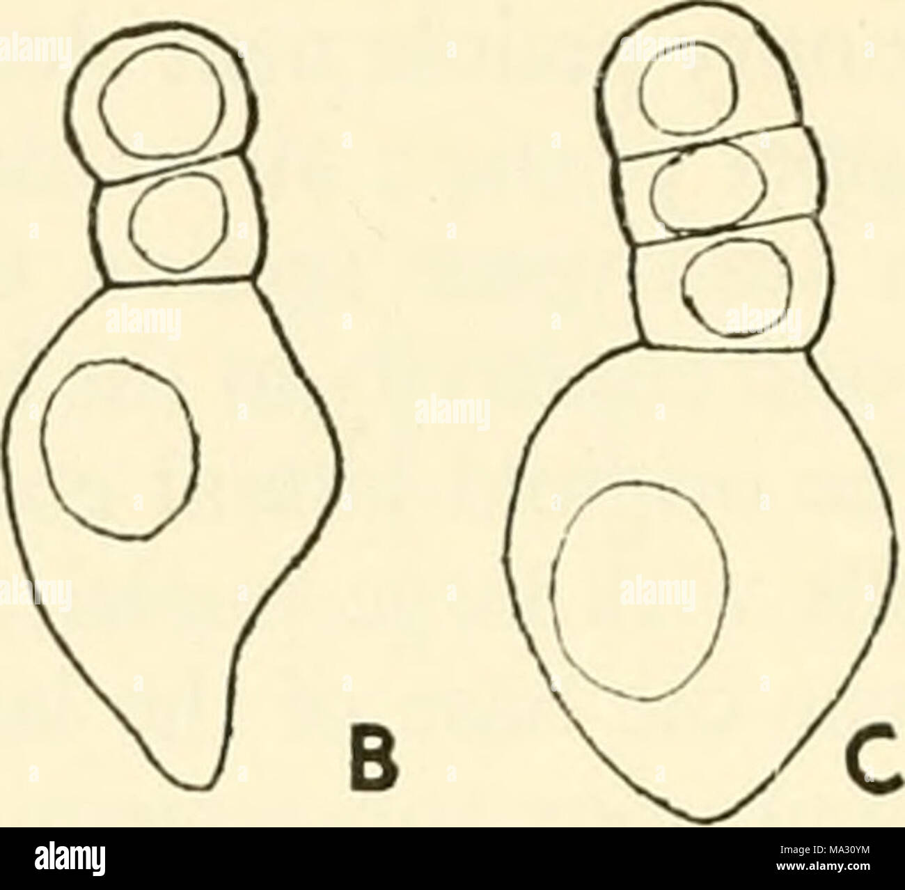 . Embryogenesis in plants Stock Photo - Alamy
