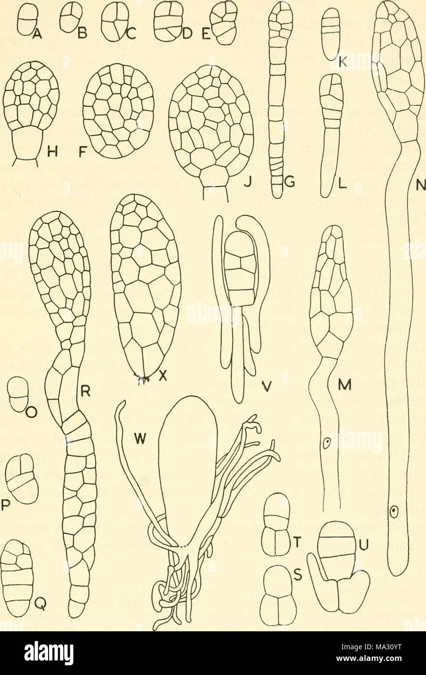 . Embryogenesis in plants Stock Photo - Alamy