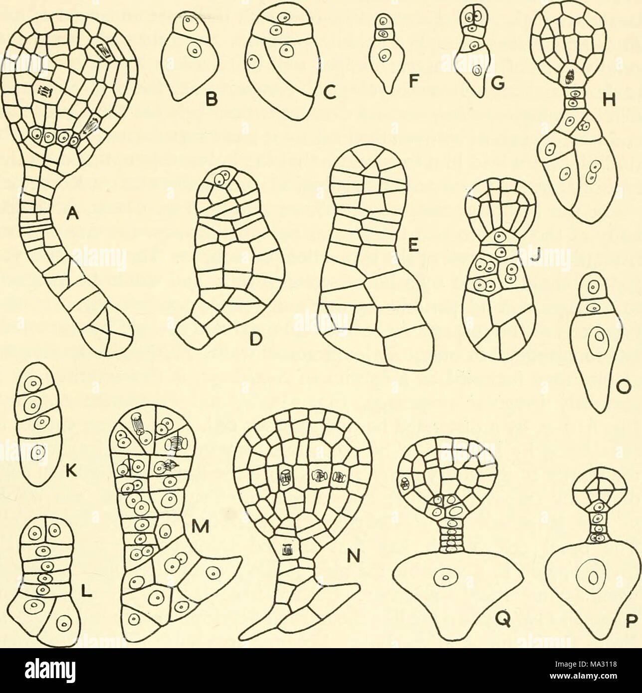 . Embryogenesis in plants Stock Photo - Alamy