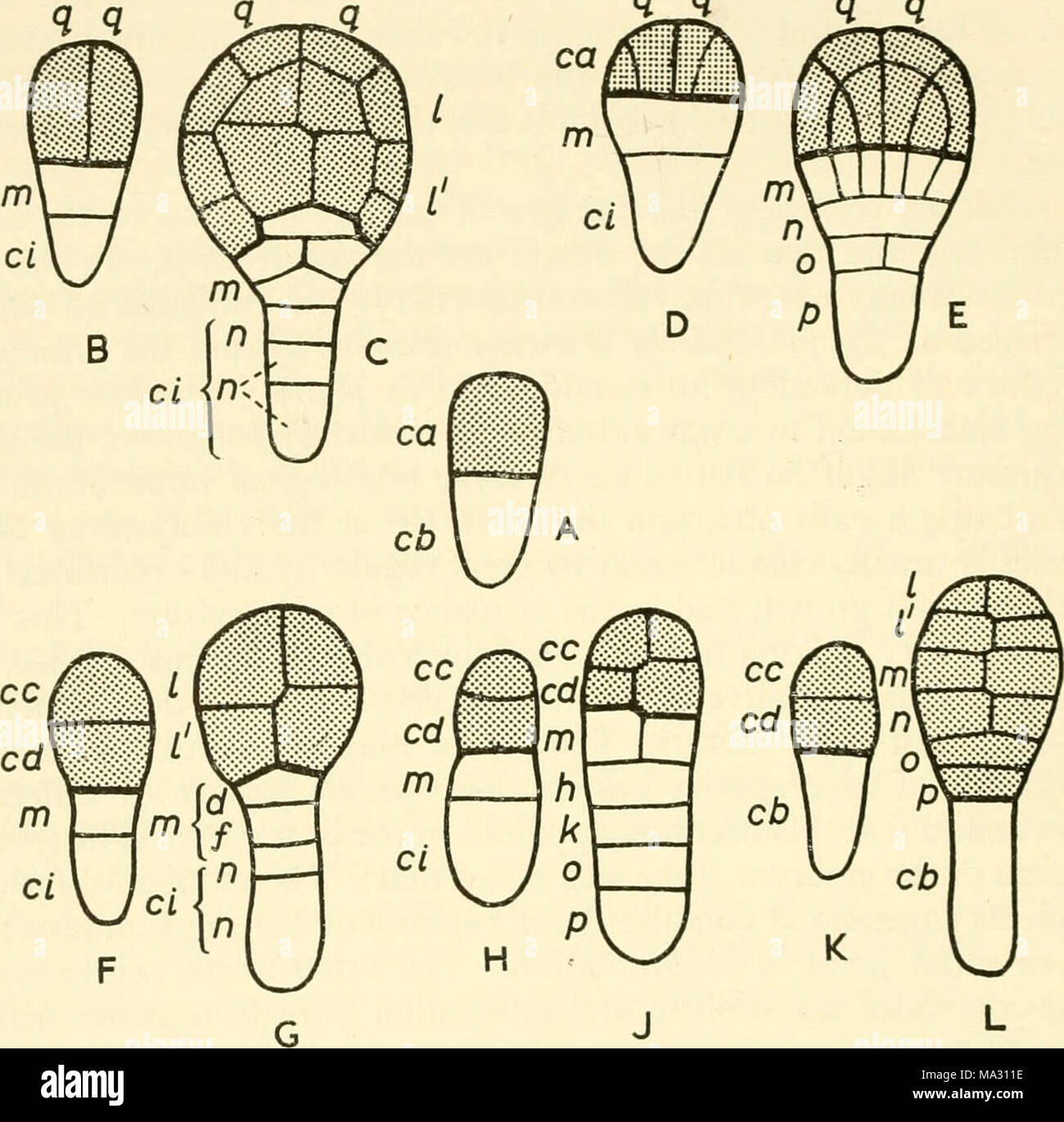 . Embryogenesis in plants Stock Photo - Alamy