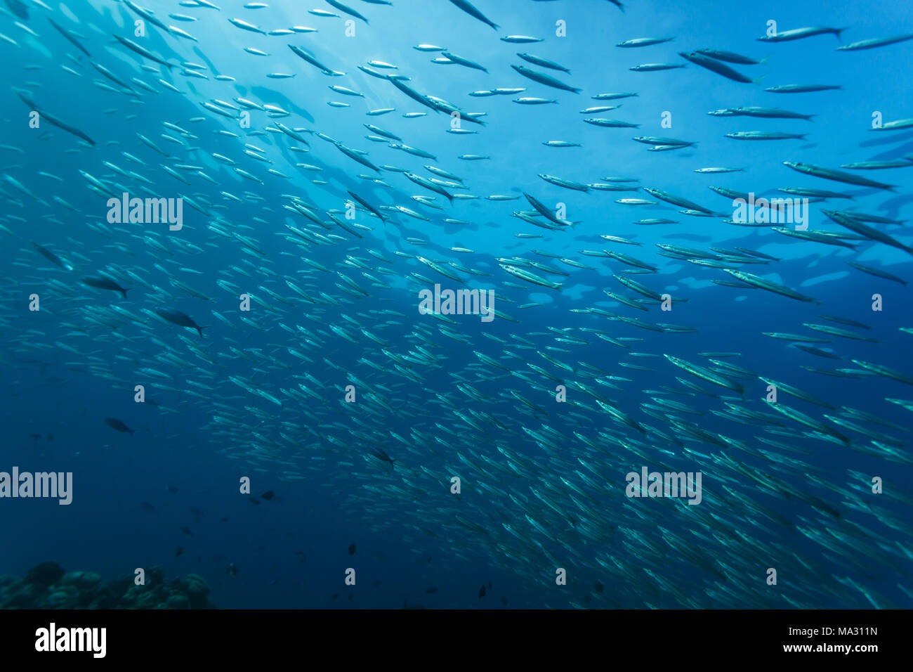 Silver fish swim in aquarium hi-res stock photography and images - Alamy