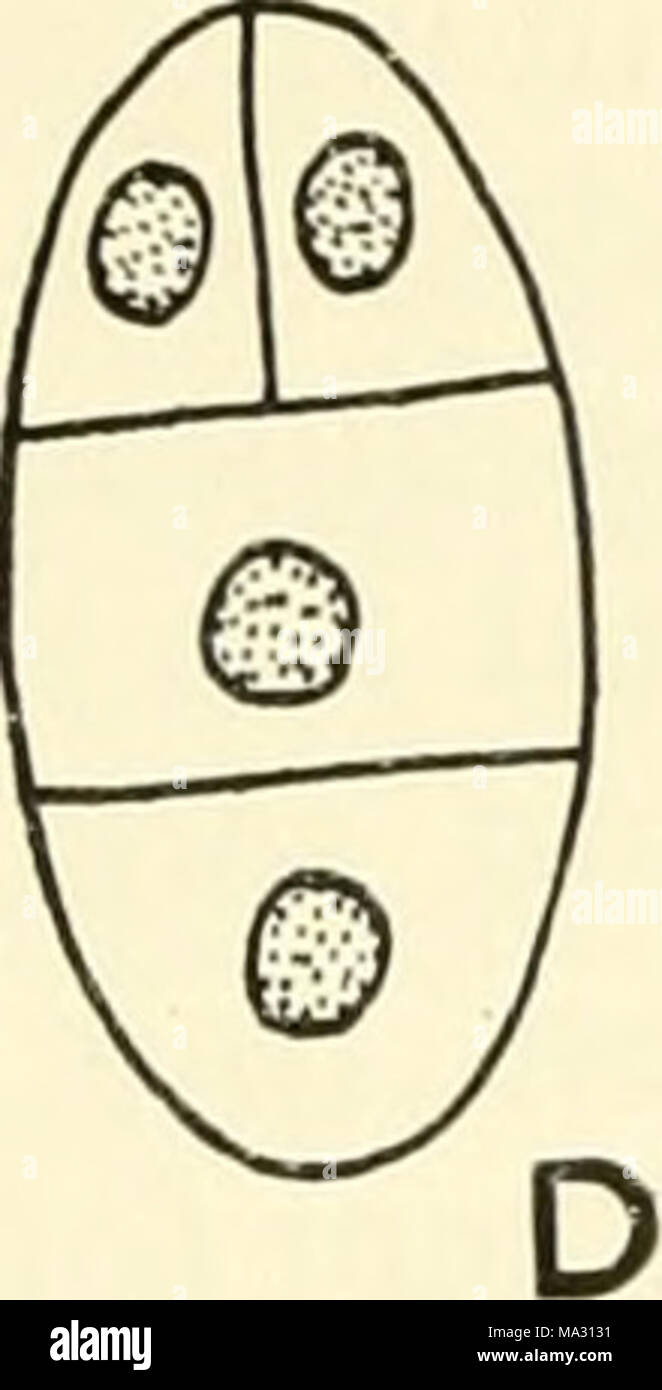 . Embryogenesis in plants Stock Photo - Alamy