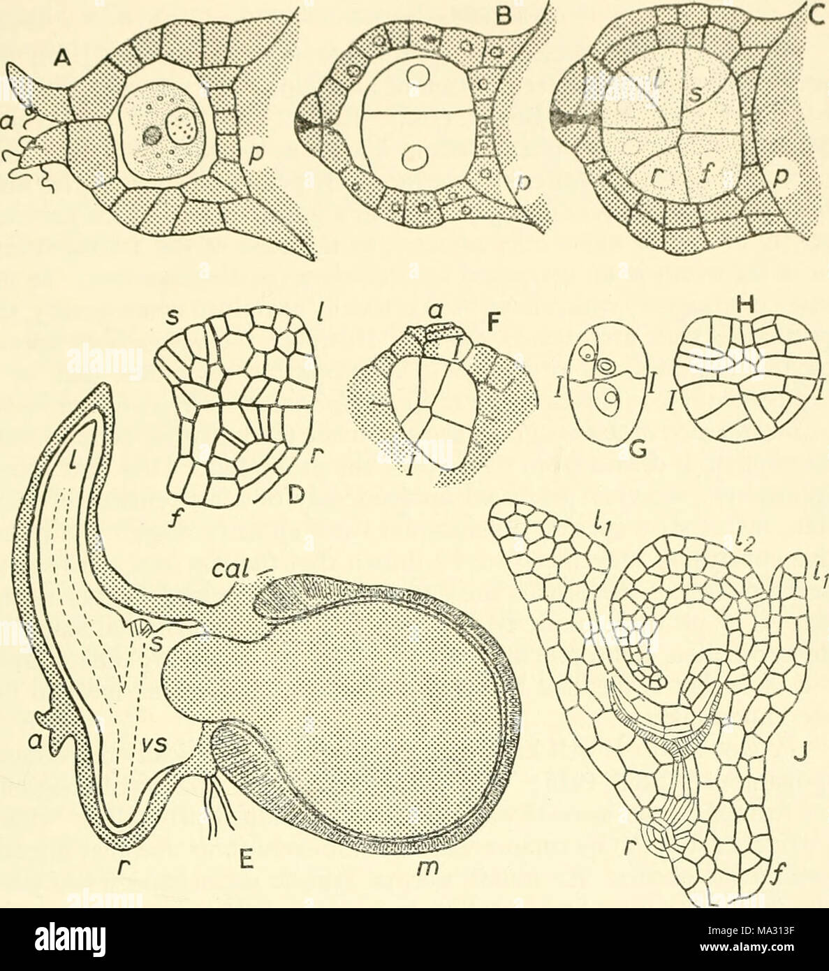 . Embryogenesis in plants Stock Photo - Alamy