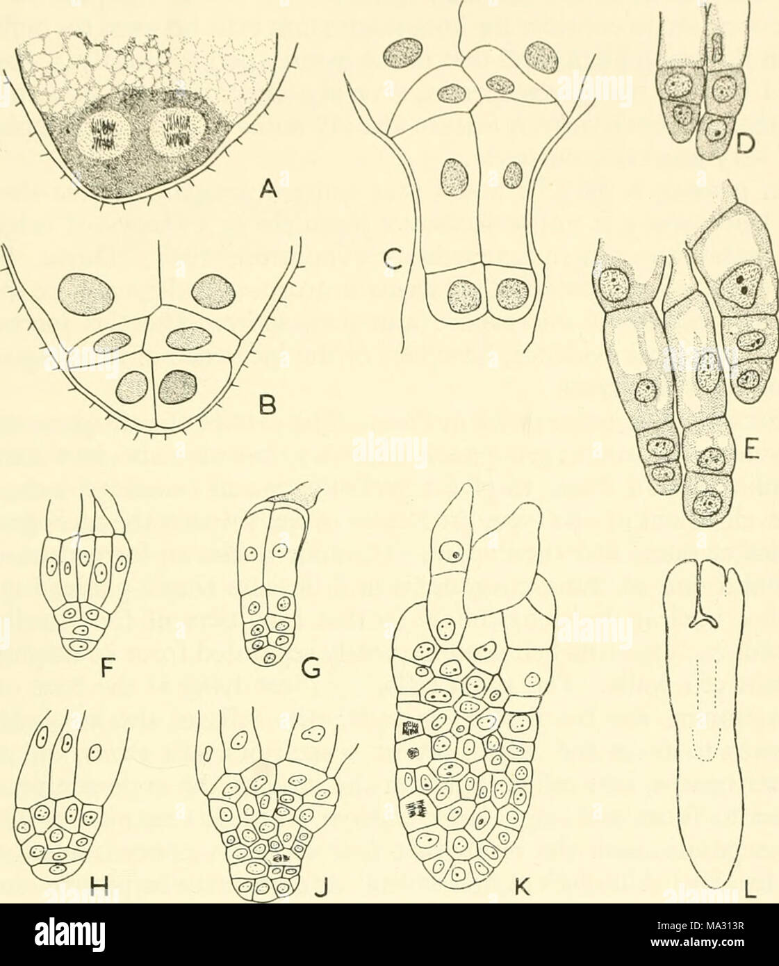 . Embryogenesis in plants Stock Photo - Alamy