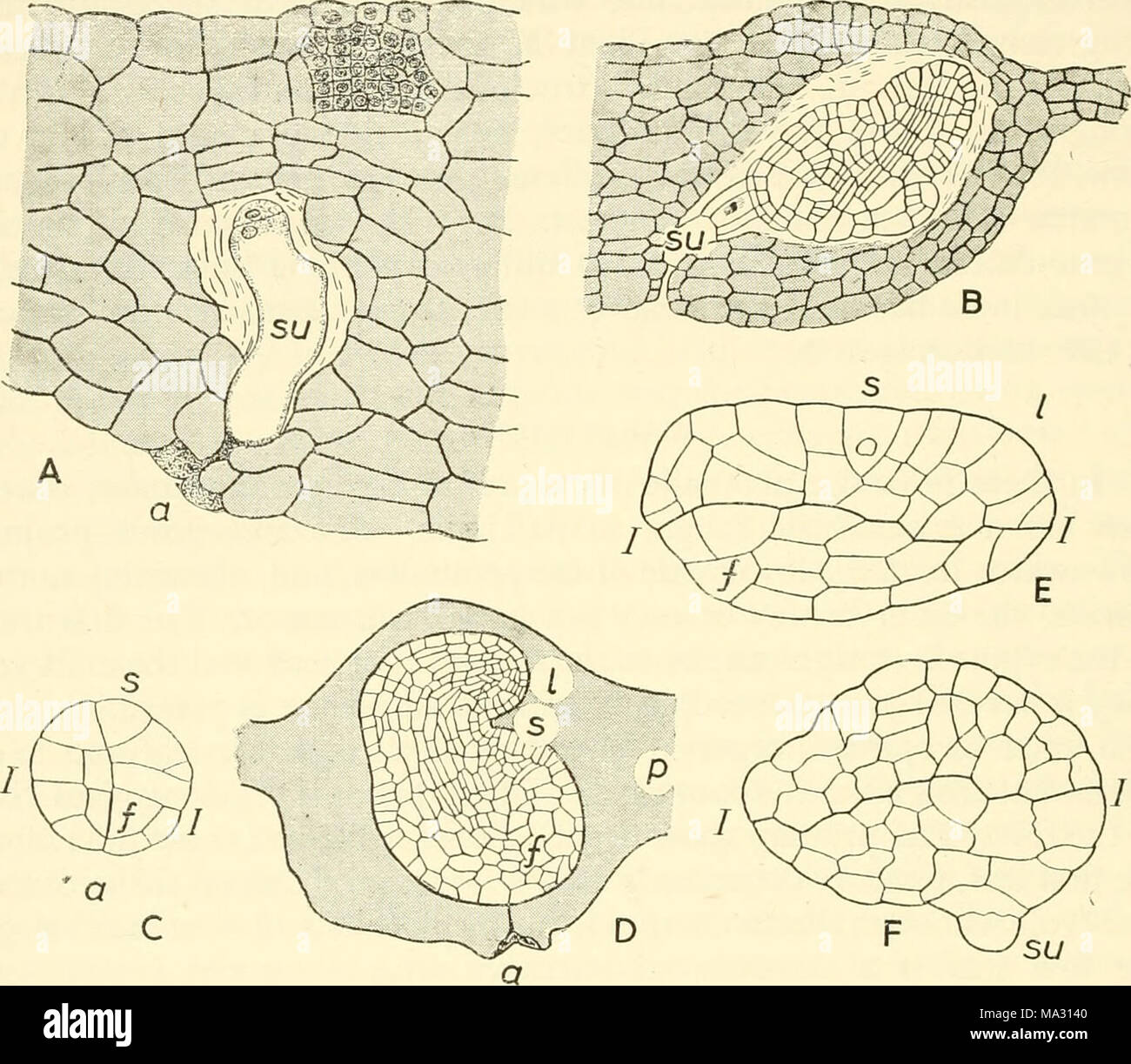. Embryogenesis in plants Stock Photo - Alamy