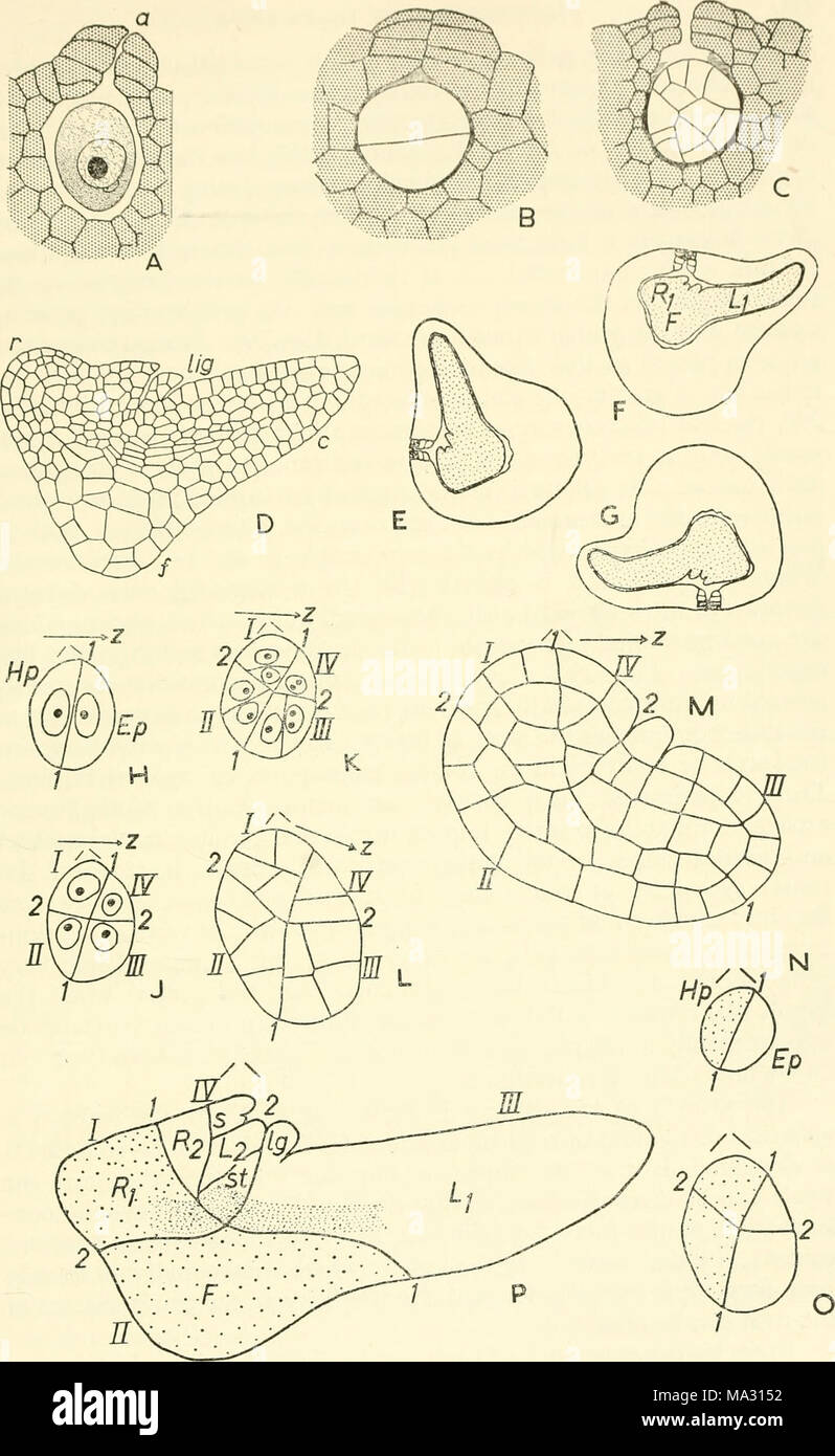 . Embryogenesis in plants Stock Photo - Alamy