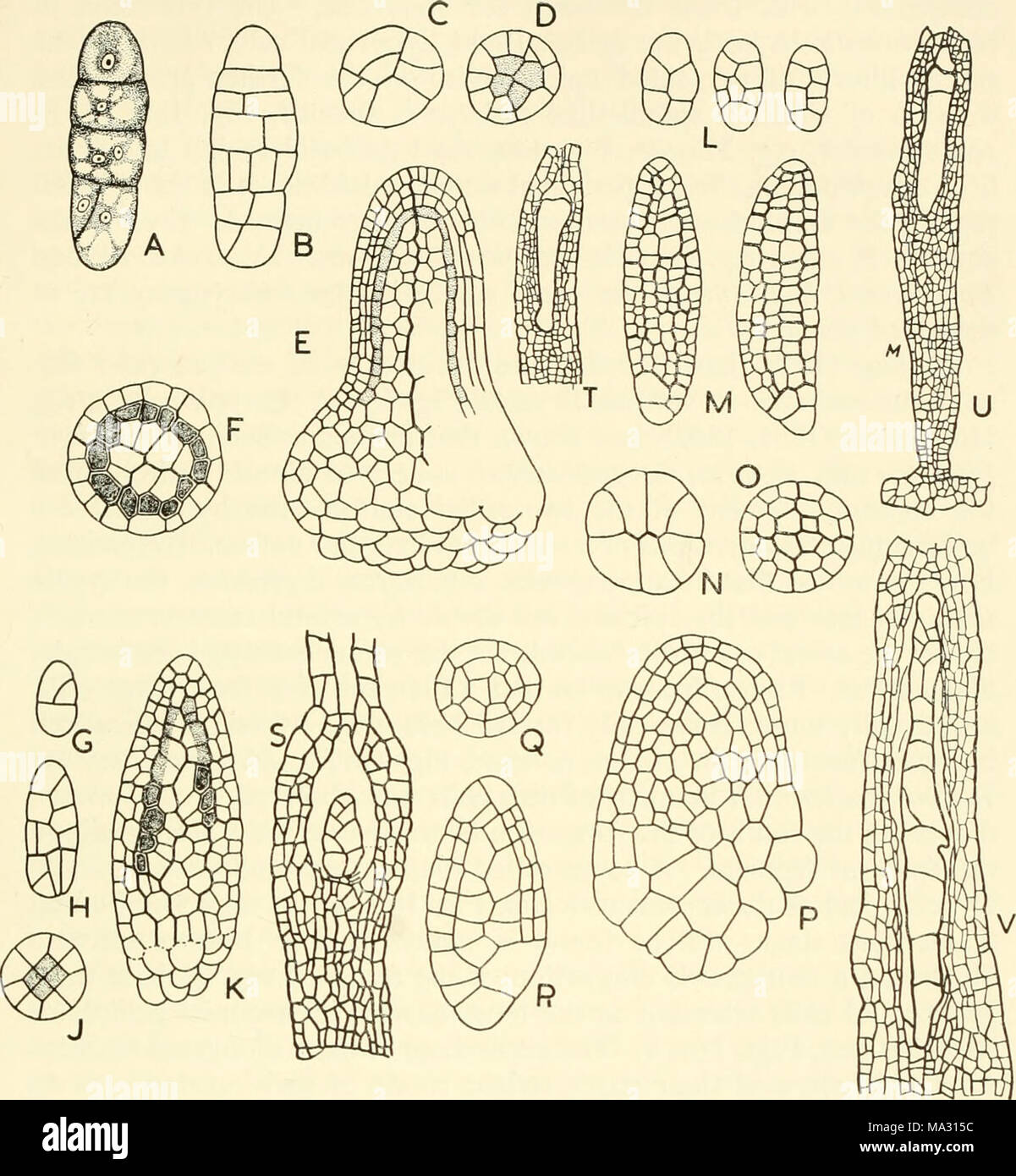 . Embryogenesis in plants Stock Photo - Alamy
