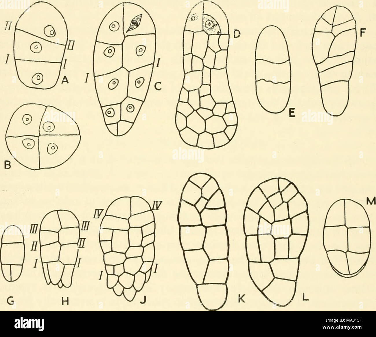 . Embryogenesis in plants Stock Photo - Alamy