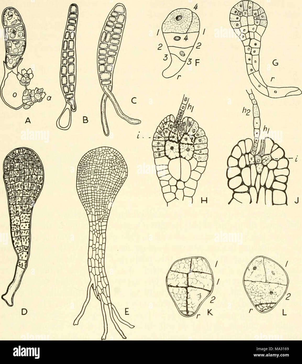 . Embryogenesis in plants Stock Photo - Alamy