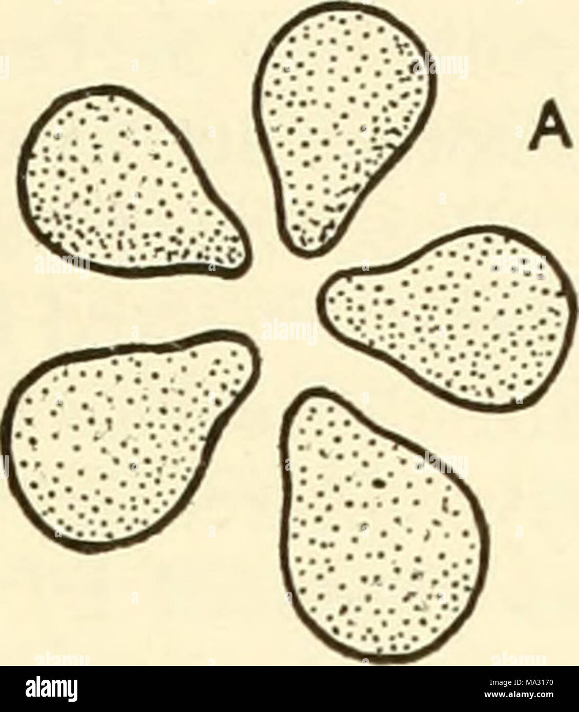 . Embryogenesis in plants Stock Photo - Alamy