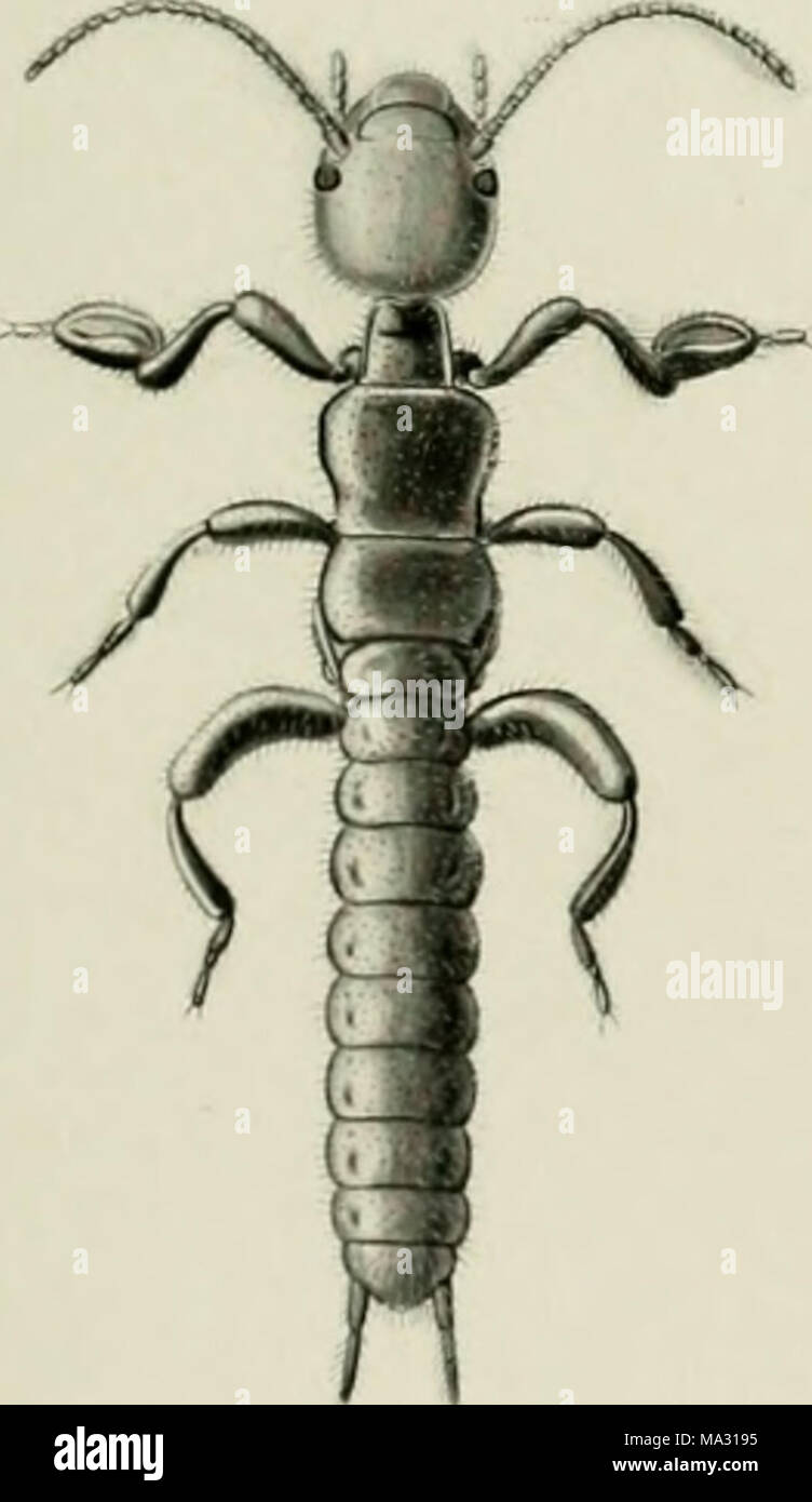 Embioptera hi-res stock photography and images - Alamy