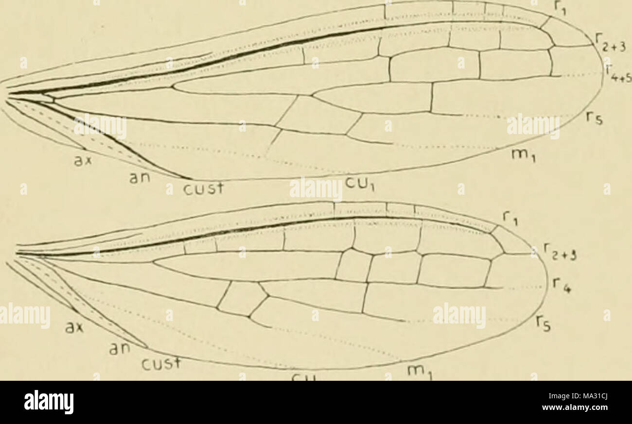 Embioptera hi-res stock photography and images - Alamy