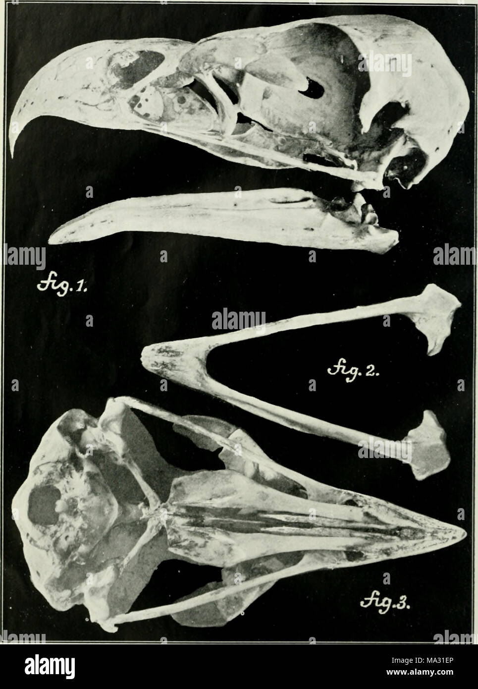 . The Emu Stock Photo - Alamy