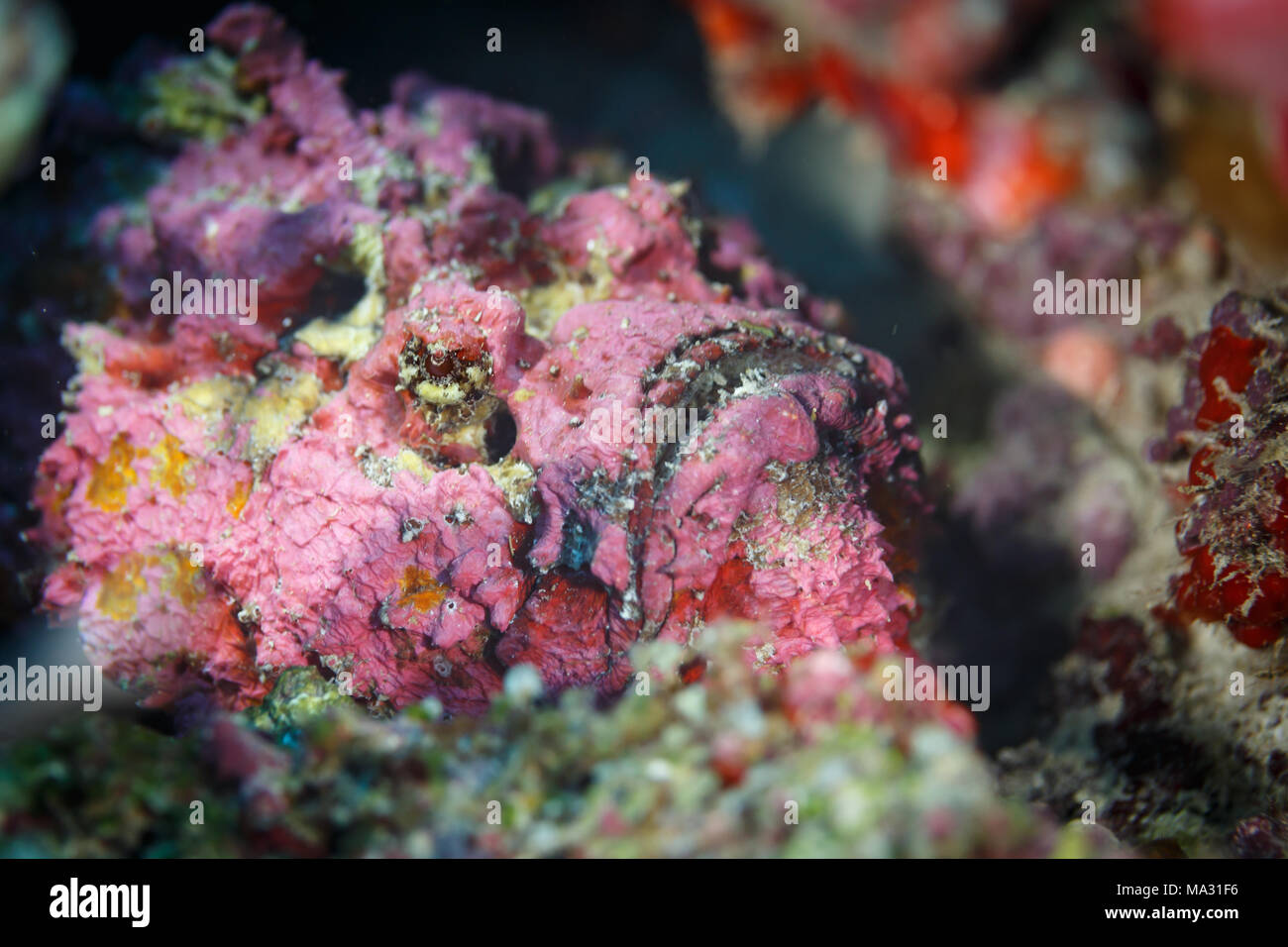 Closeup of face of pink Reef Stonefish, Synanceia verrucosa ...