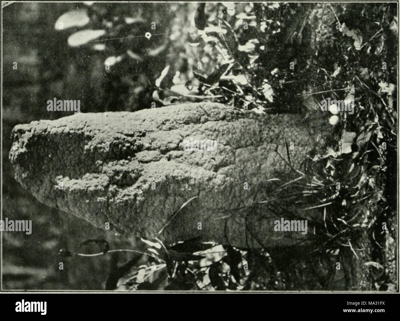 . The Emu Stock Photo - Alamy