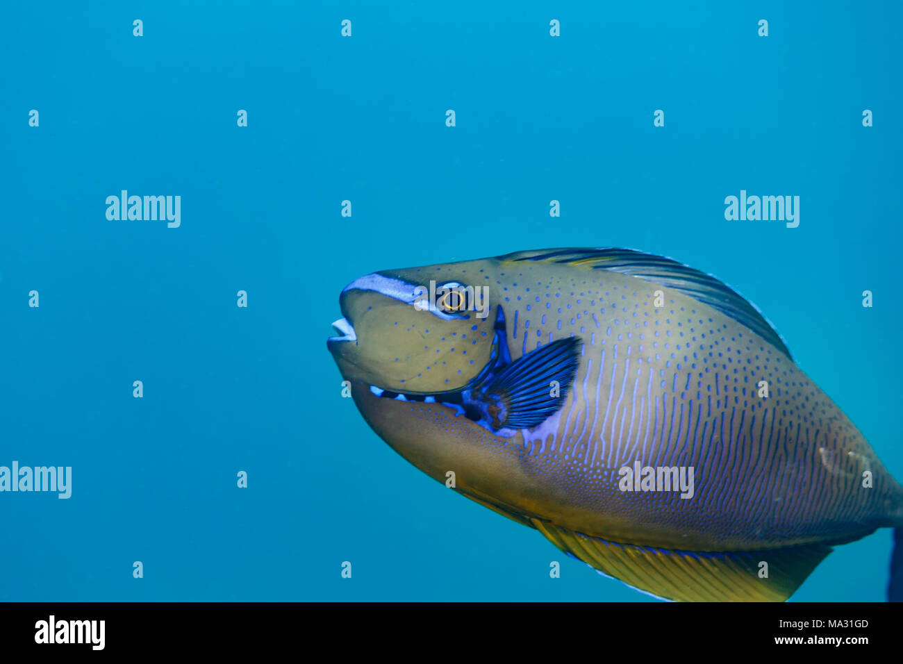 Yellow finned fish hi-res stock photography and images - Alamy