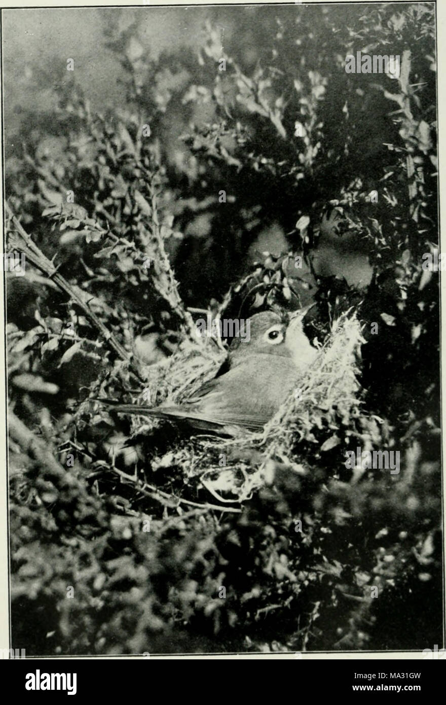 . The Emu Stock Photo - Alamy