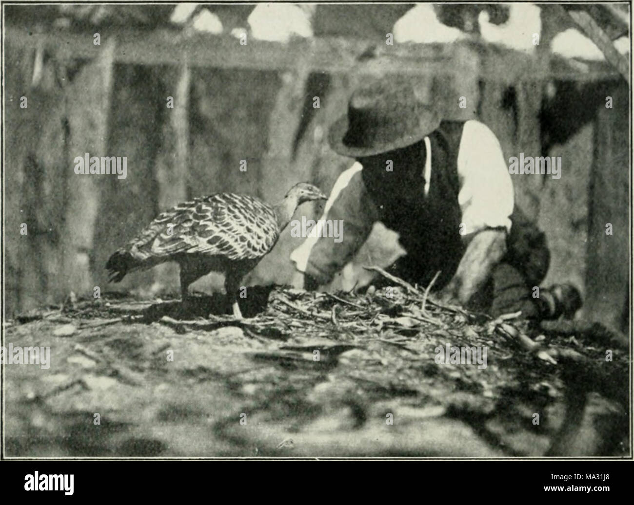 . The Emu Stock Photo - Alamy
