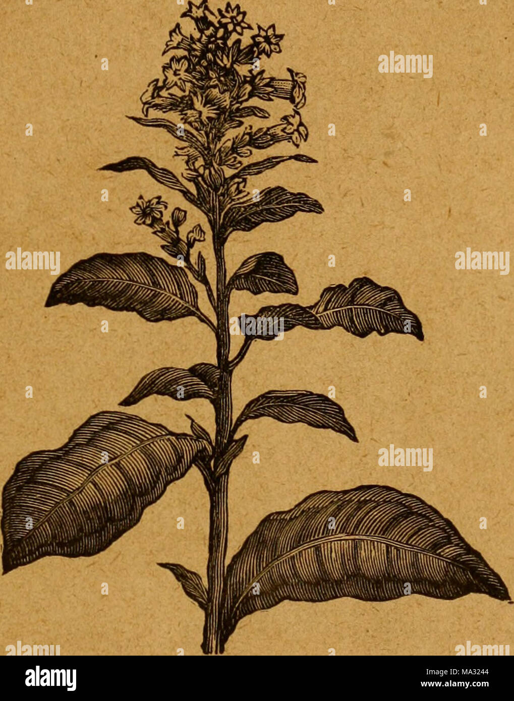 . El tabaco Stock Photo - Alamy