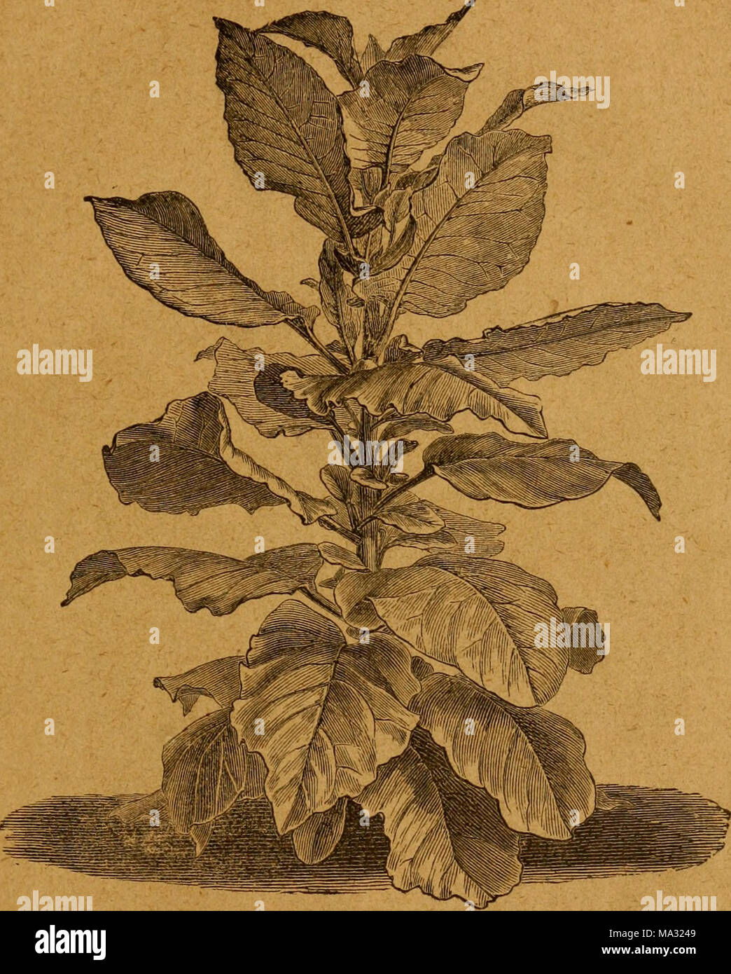 . El tabaco Stock Photo - Alamy