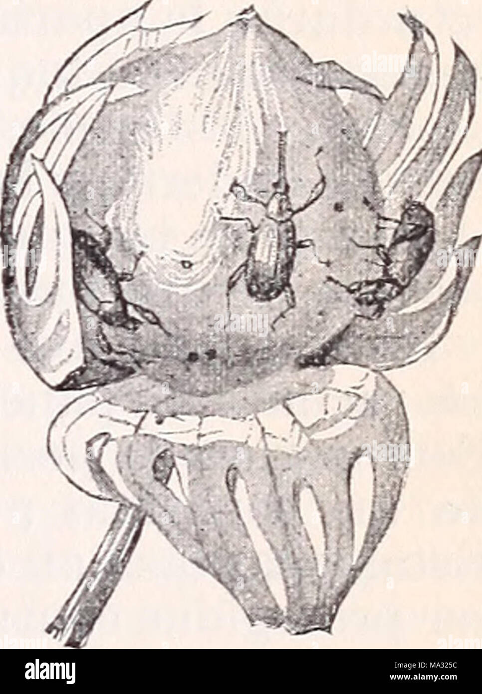 . El picudo o Gorgojo Mexicano de la Capsula del Algodon (Anthonomus ...