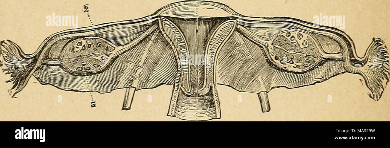 . ElÃ©ments d'anatomie et de physiologie gÃ©nitale et obstÃ©tricale ...