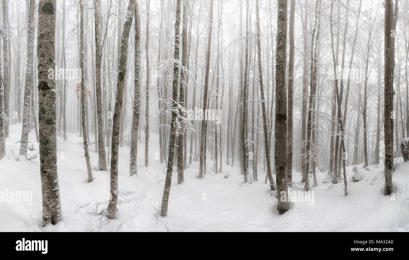 Beech forest covered by snow, undergrowth of trees and white branches ...