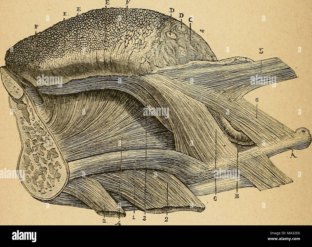 Physiologie de la reproduction hi-res stock photography and images - Alamy