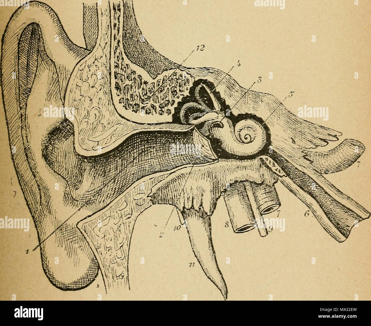 . ElÃ©ments d'anatomie et de physiologie gÃ©nitale et obstÃ©tricale ...