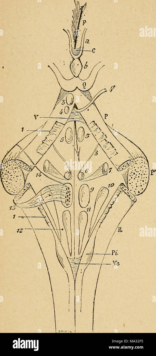 . ElÃ©ments d'anatomie et de physiologie gÃ©nitale et obstÃ©tricale ...