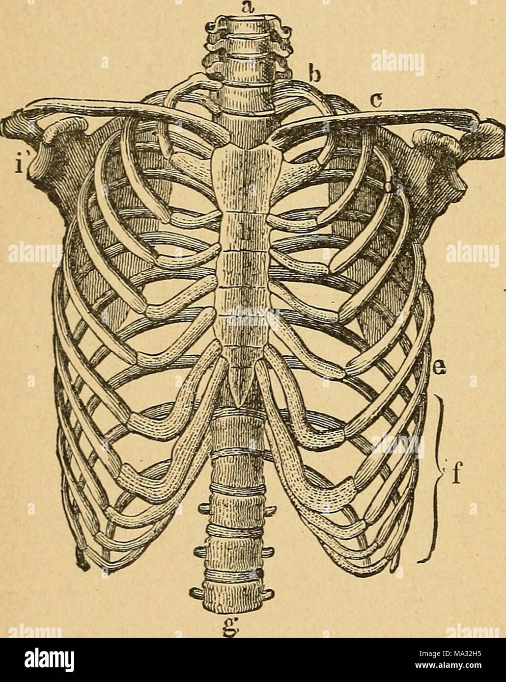 . ElÃ©ments d'anatomie et de physiologie gÃ©nitale et obstÃ©tricale ...