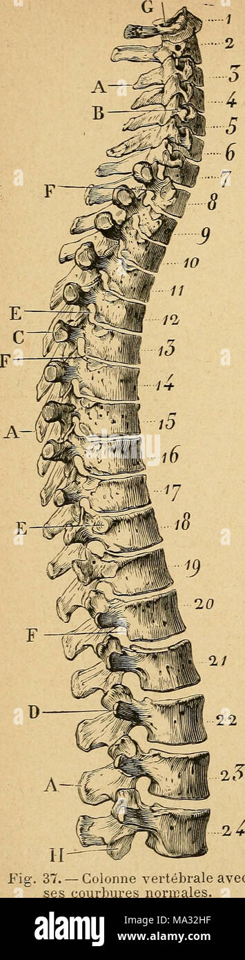 Male and female reproductive systems hi-res stock photography and ...
