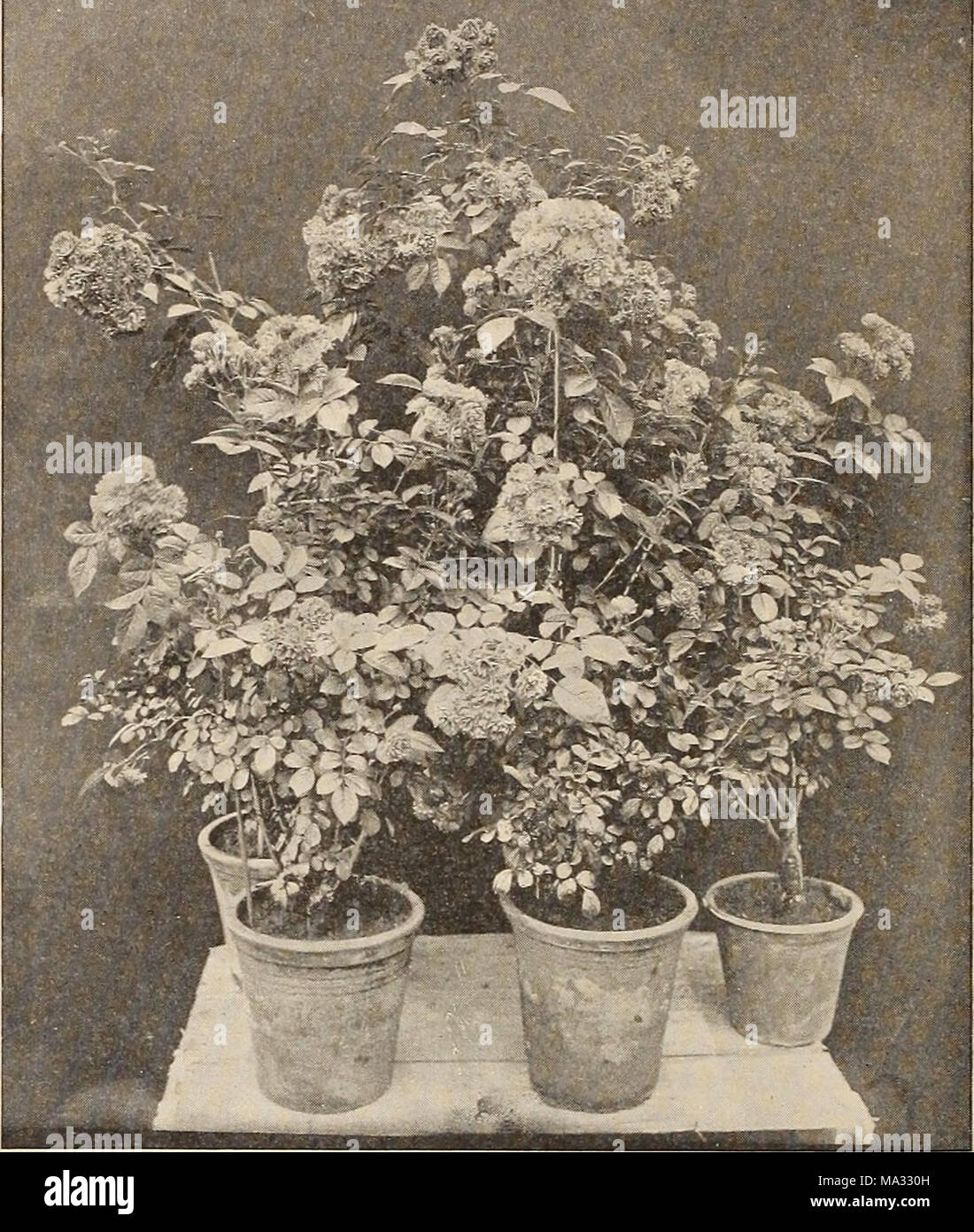 . Ellwanger & Barry's supplementary catalogue : 1896 Stock Photo - Alamy