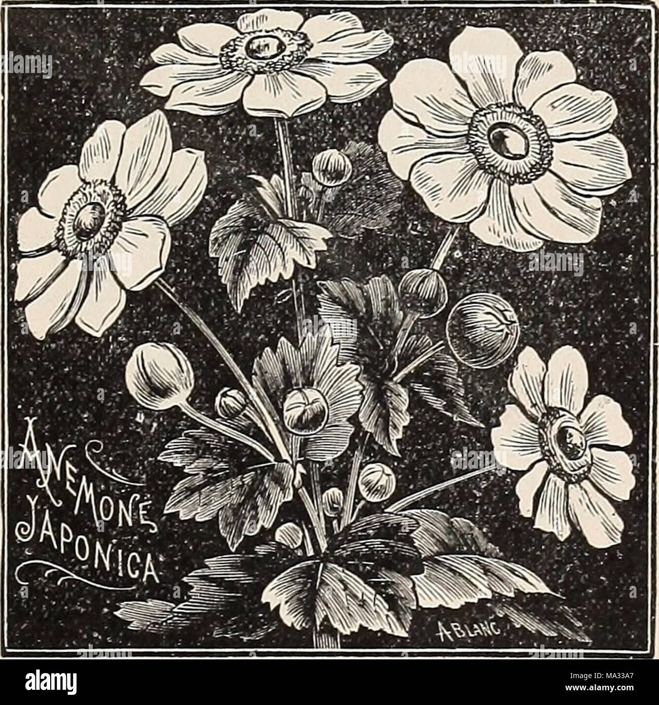 . Ellwanger & Barry's general catalogue of fruit & ornamental trees ...