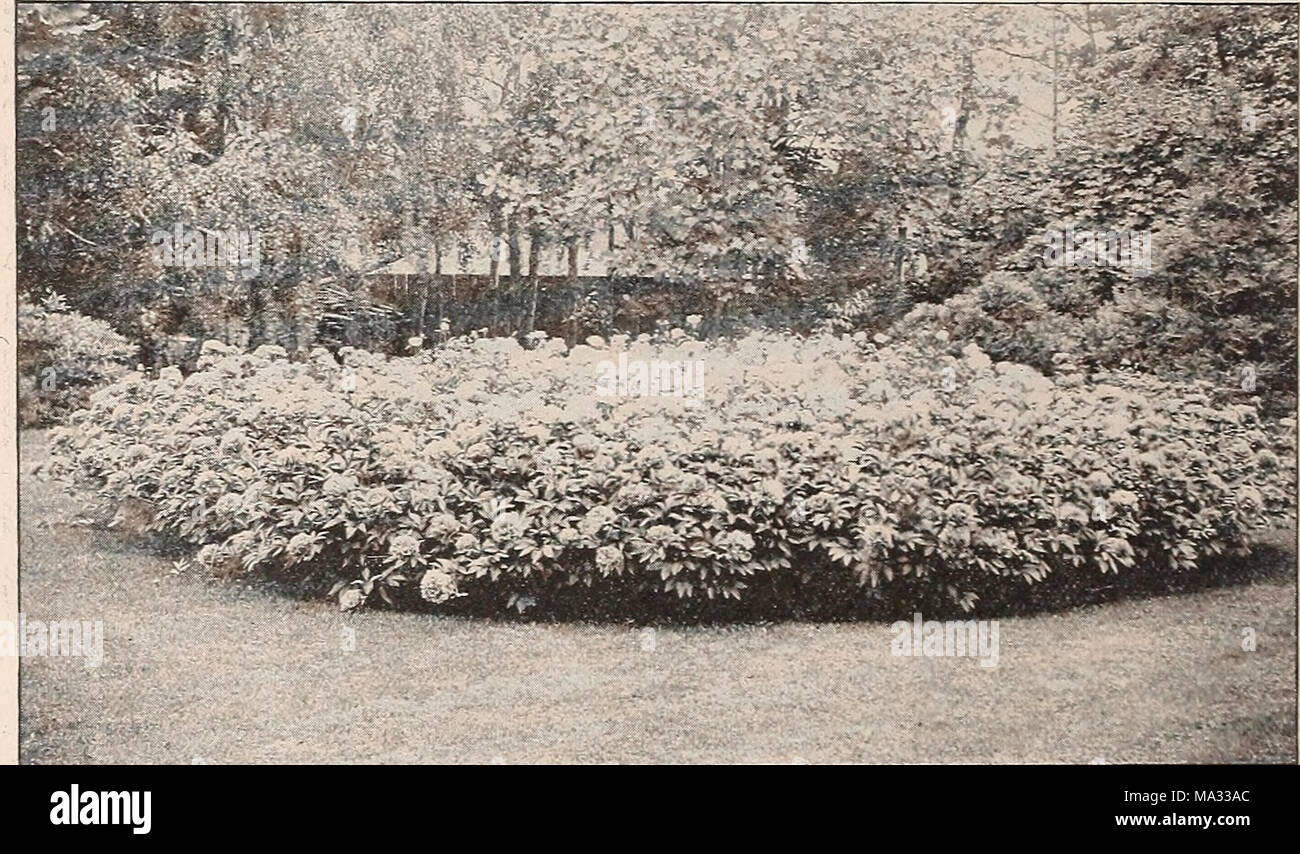 . Ellwanger & Barry's general catalogue of fruit & ornamental trees ...