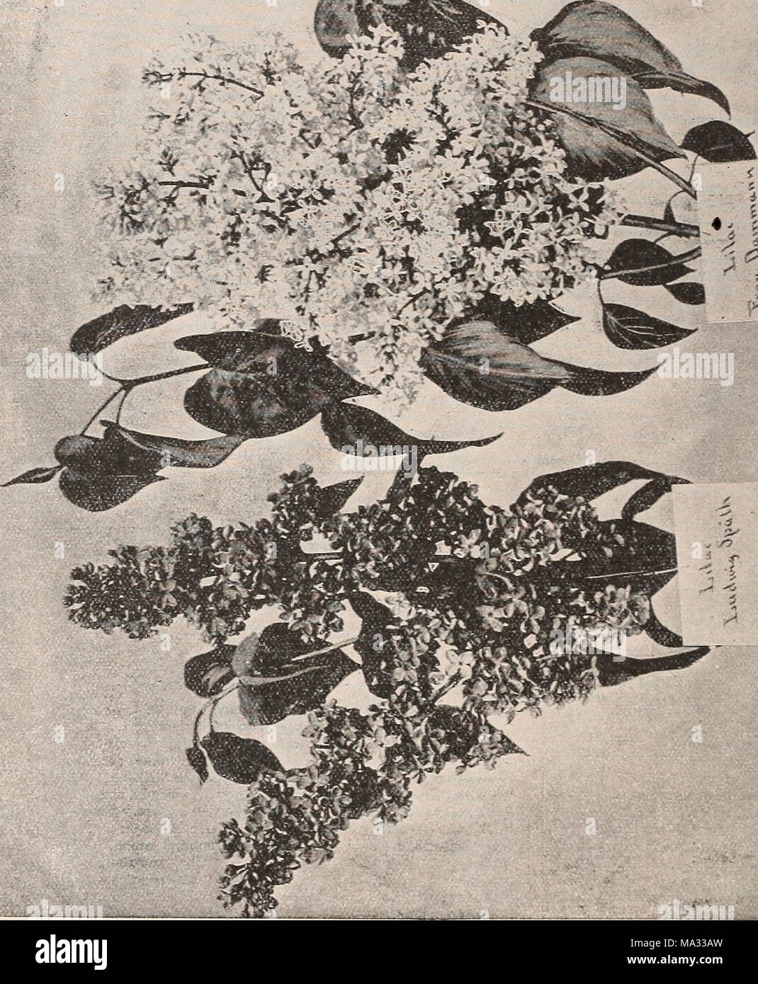 . Ellwanger & Barry's general catalogue of fruit & ornamental trees ...